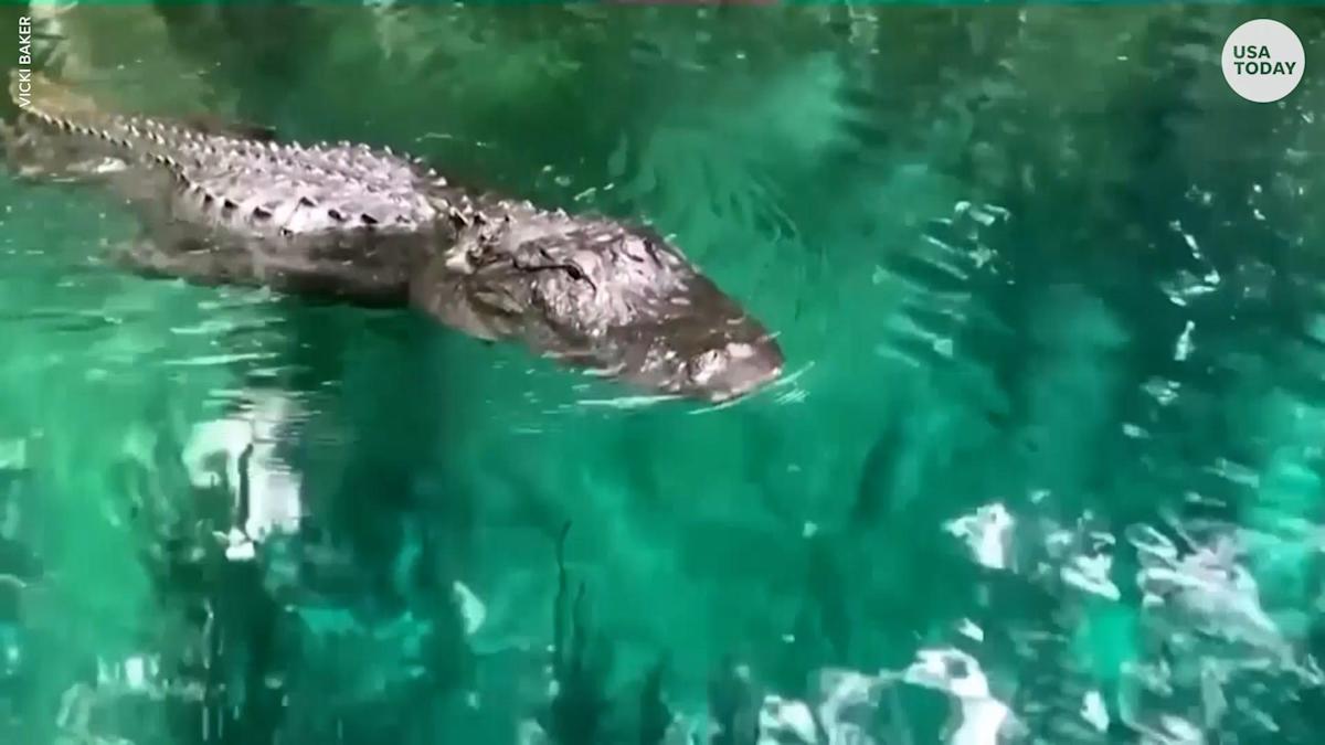 Viral Video Shows Huge Alligator Eating A Smaller Alligator: 'It's A ...